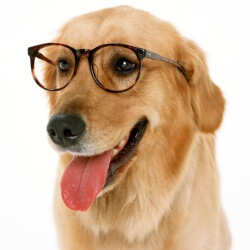 Cómo ven los perros | ¿Es la visión del perro como los humanos?