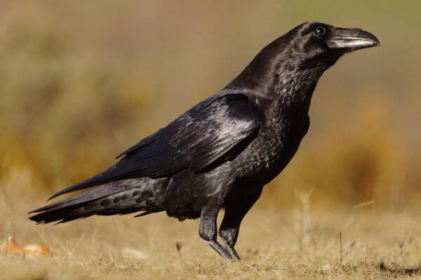 Cómo es el cuervo | Características de los cuervos