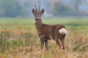 Cómo es el corzo | Características de los corzos