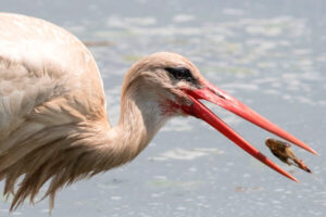 Qué comen las cigüeñas | Cómo se alimentan las cigüeñas