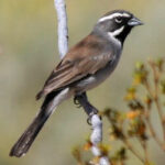 Gorrión - Características, Tipos, Hábitat y Alimentación ️