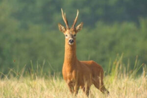 Corzo (Capreolus capreolus) - Características y Hábitat ️