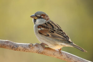 Gorrión - Características, Tipos y Alimentación | CurioSfera-Animales