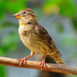 Gorrión - Características, Tipos, Hábitat y Alimentación ️