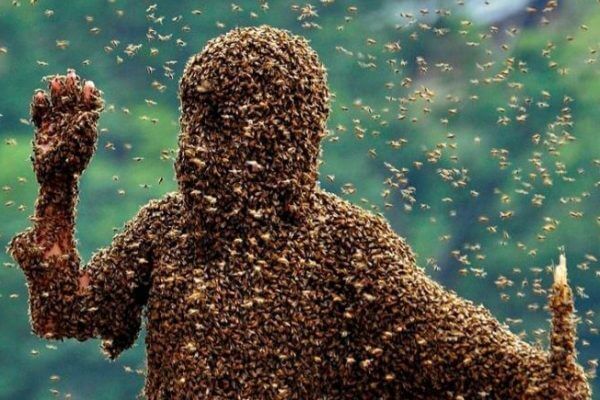 Relación de los insectos y el hombre