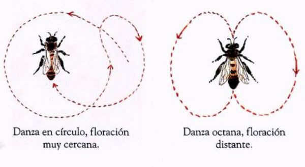 Cómo son las abejas | Características de las abejas