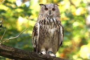Dónde habitan los Búhos - CurioSfera-Animales ️
