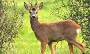 Cómo es el corzo | Características de los corzos