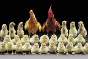 Cómo es el pollo | Características de los pollos