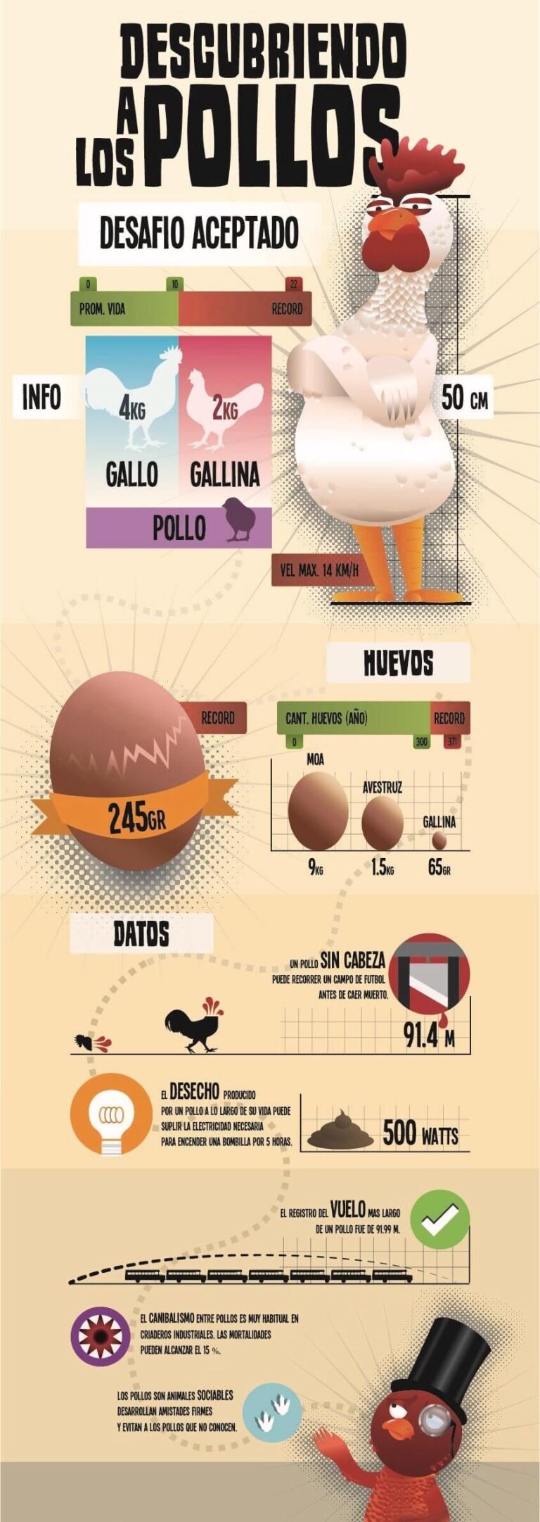 Cómo es el pollo | Características de los pollos
