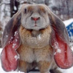 Cómo es el conejo | Características del conejo