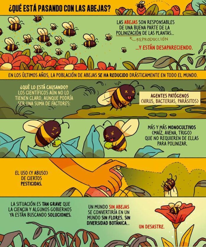 Cómo son las abejas | Características de las abejas