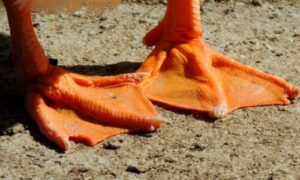 Cómo es el pato | Características de los patos