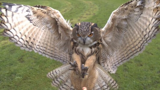 Cómo es el búho | Características del búho