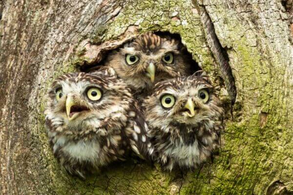 El Búho - Hábitat, Reproducción y Características ️