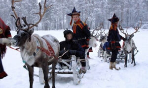 Cómo es el reno | Características y comportamiento del reno