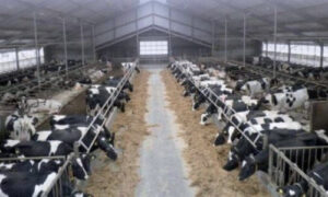 Cómo es un establo | Características del establo