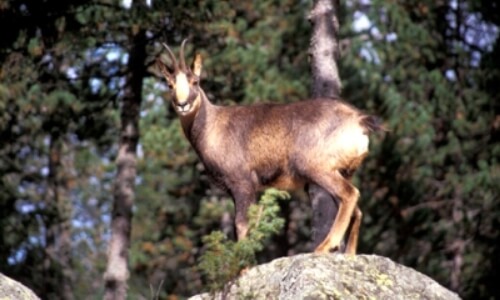 Cómo es el rebeco | Características del rebeco o gamuza