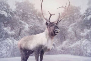 Cómo es el reno | Características y comportamiento del reno