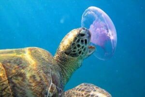 Qué comen las tortugas | Alimentación y dieta de la tortuga