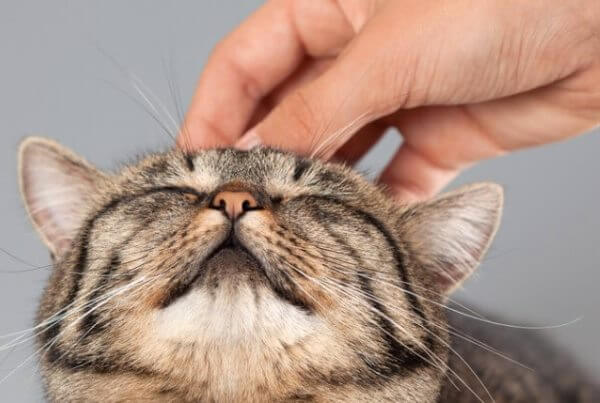 Por qué ronronean los gatos | Ronroneo del gato