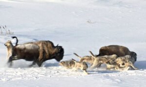 Cómo cazan los lobos | Estrategias de caza de los lobos