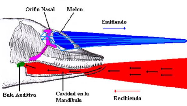 El Delfín - Hábitat, Comportamiento y Características ️