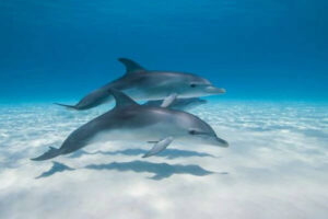 Delfín - Características, Hábitat, Tipos e Imagenes ️