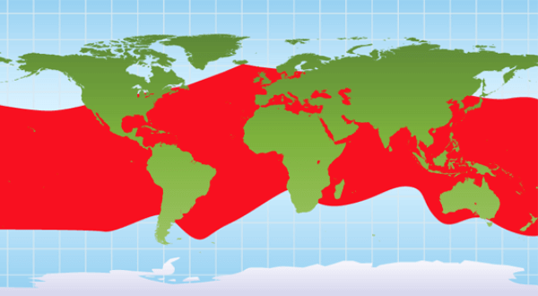 Cómo es el delfín | Características del delfín