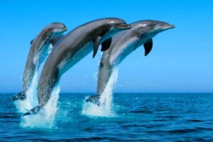 Delfín - Características, Hábitat, Tipos e Imagenes ️