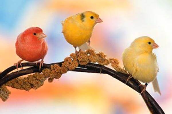 Cómo es el canario | Características de los canarios