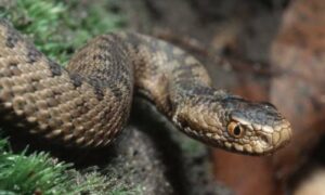 Cómo es la víbora | Características de la víbora