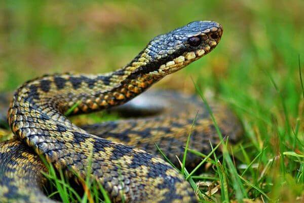 Cómo es la víbora | Características de la víbora