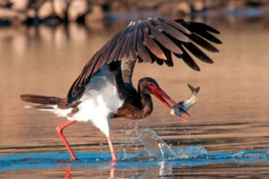 Cómo se alimentan las cigüeñas | CurioSfera-Animales.com.com