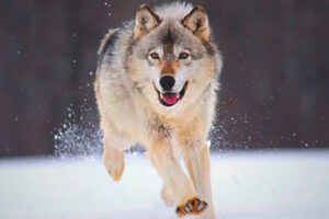 Cómo cazan los Lobos a sus presas | CurioSfera-Animales.com