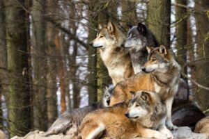 Cómo es el lobo | Características del lobo