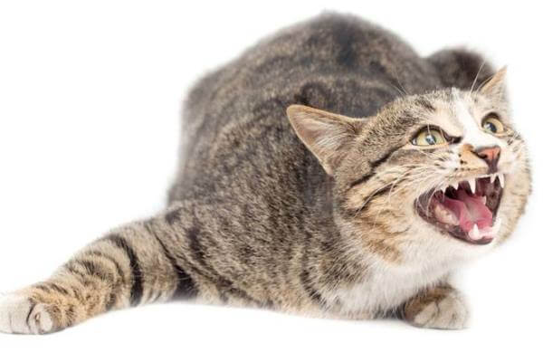 Cómo Saber si mi Gato tiene Rabia - Síntomas y Prevención ️