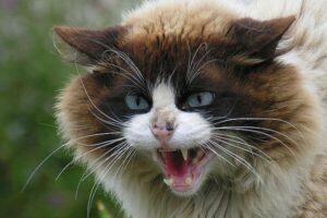 Cómo saber si mi gato tiene rabia | CurioSfera-Animales.com