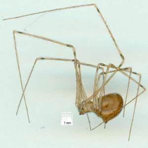 Tipos de arañas | Especies de arañas y sus características