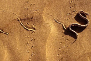 Serpiente - Características y Comportamiento | CurioSfera-Animales