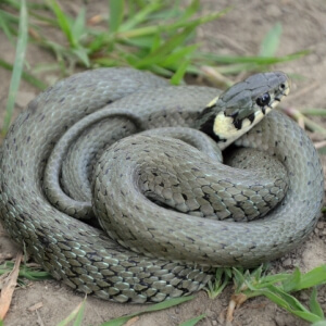 Tipos de Serpientes - Características y Peligrosidad ️