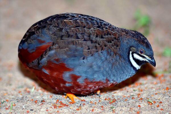 Cómo es la codorniz pintada china