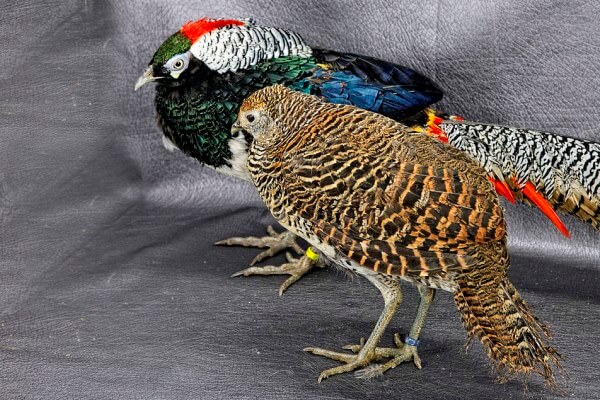 Cómo es el faisán plateado o de Amhert