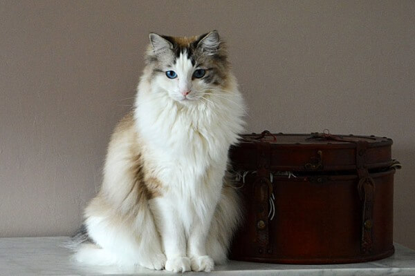 Origen de la Raza Ragdoll - Historia y Evolución ️