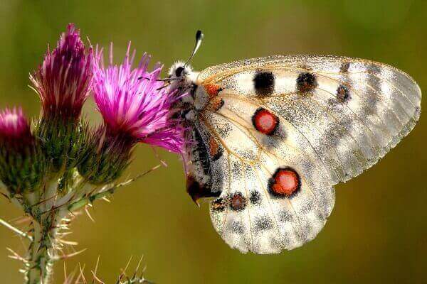 Mariposa Apolo | Características de la mariposa apolo