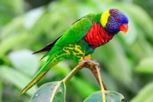 Loro Arcoíris o Loris de Cabeza Azul | CurioSfera-Animales.com