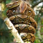 Tipos de Serpientes - Características y Peligro | CurioSfera-Animales