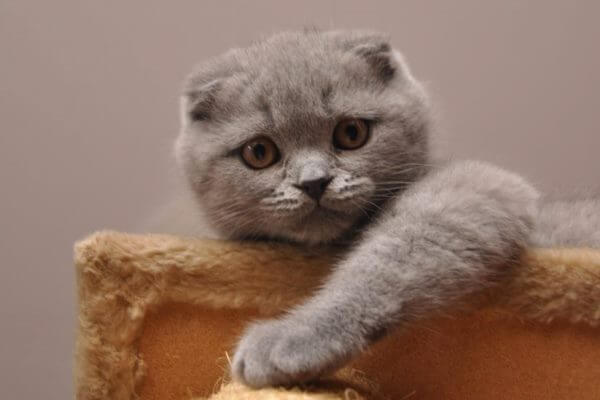 Raza gato Scottish Fold | Carácter gato scottish fold