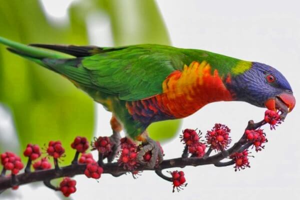Loro Arcoíris o de Cabeza Azul | Características del loro arcoíris