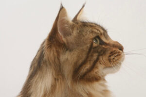 Raza gato Maine Coon | Carácter gato maine coon